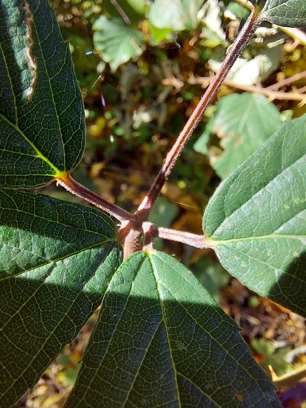 PNW Blackberries Native vs Invasive